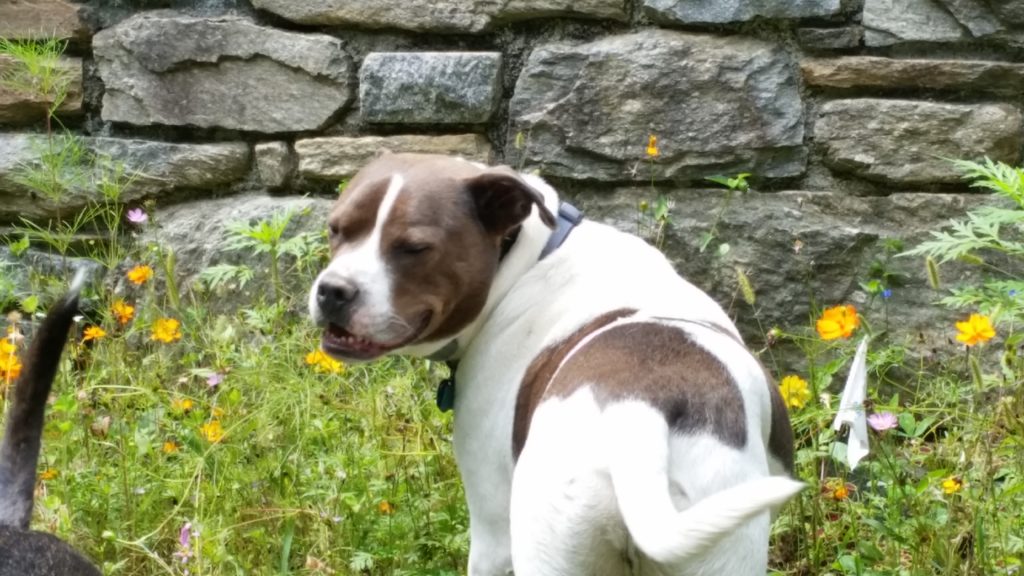 Happy Hounds Farm | an enjoyable, stress-free environment for ALL dogs