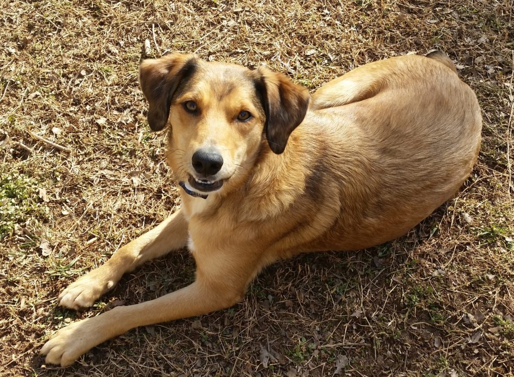 Happy Hounds Farm | an enjoyable, stress-free environment for ALL dogs